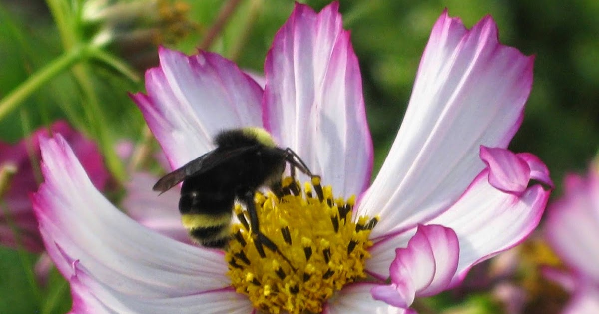 Strathcona Beekeepers' Library: Vancouver Bee Plants