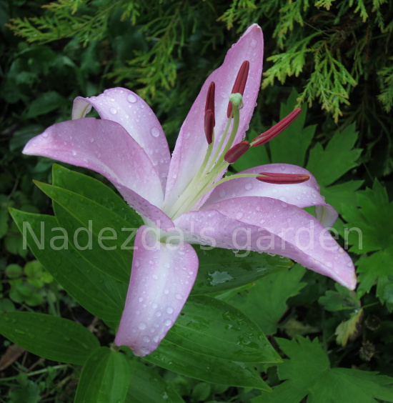 Nadezda's My Home and Garden: Лилия азиатская