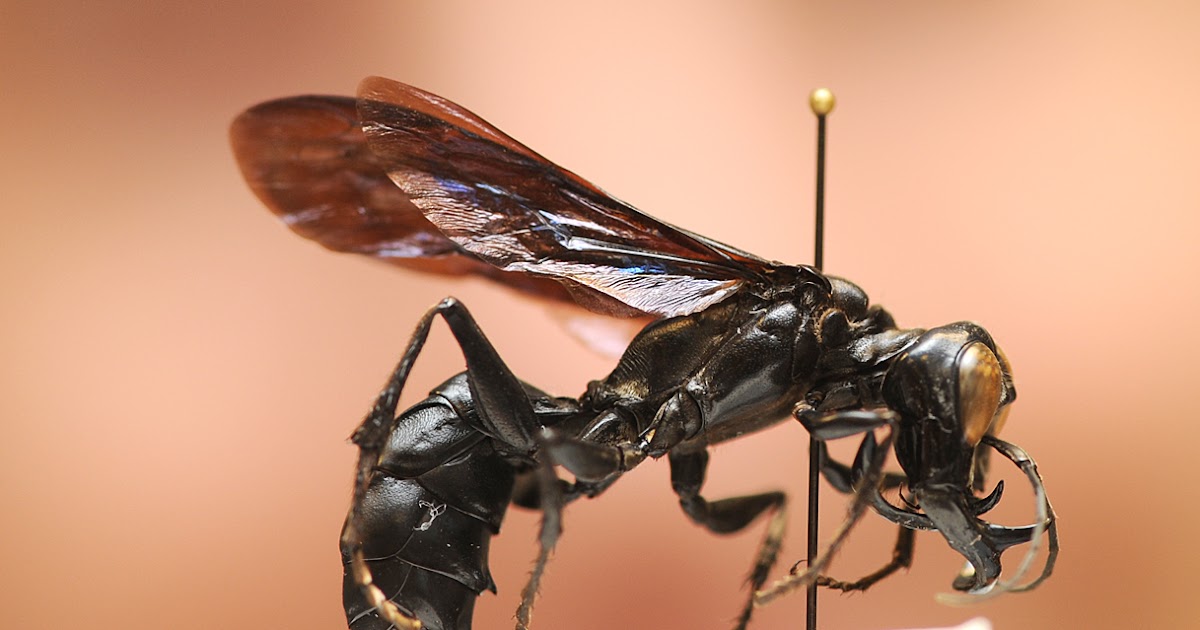 Real Monstrosities: "Warrior Wasp", A Huge Wasp With Massive Mandibles