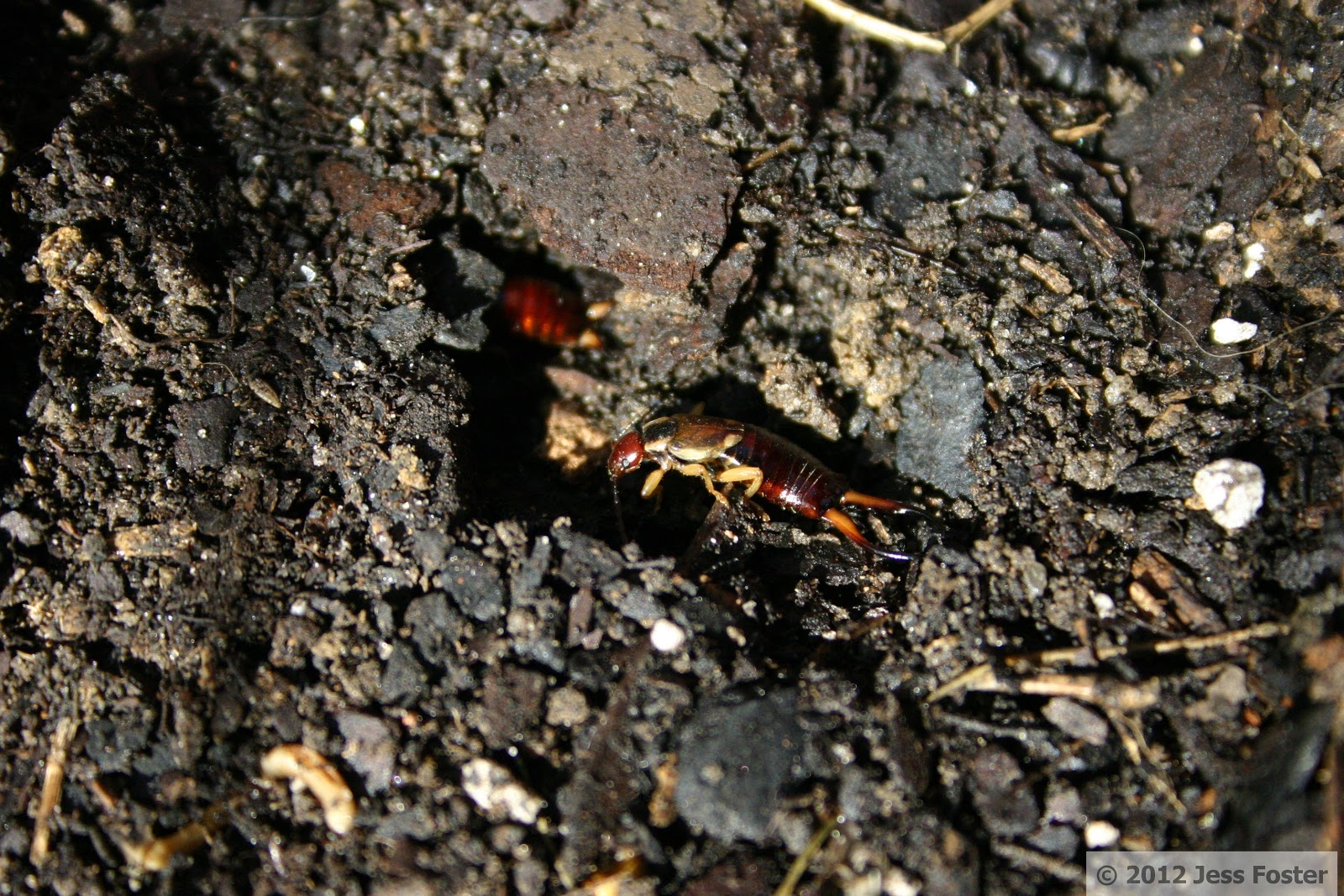 Sluggin' Along: Earwig Nest?