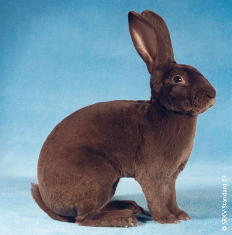 AGRICULTURE BIO AU CAMEROUN: LAPIN REX