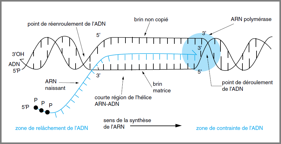 Biologie Simplifiée : Mécanismes moléculaires et produits de la ...