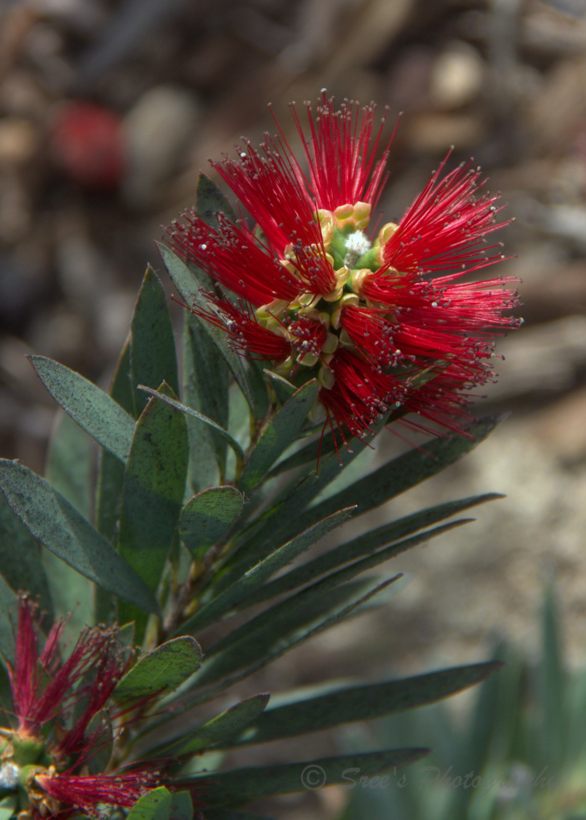 Point of Vyu: Day 22 / Week 4 ~~ 365 Days of Flowers