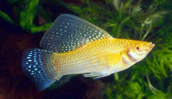 Le Molly (Poecilia sphenops)