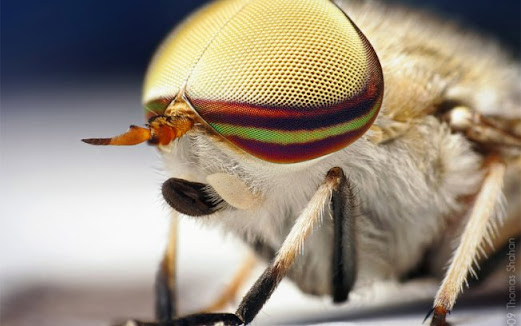 Reino Metazoa - Filo Arthropoda