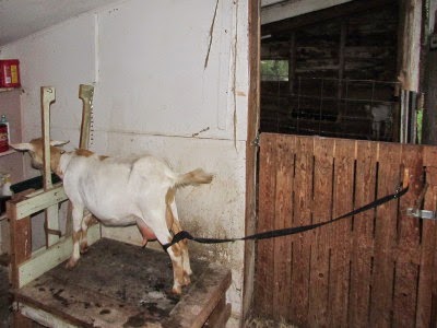 5 Acres & A Dream: Homemade Goat Hobble