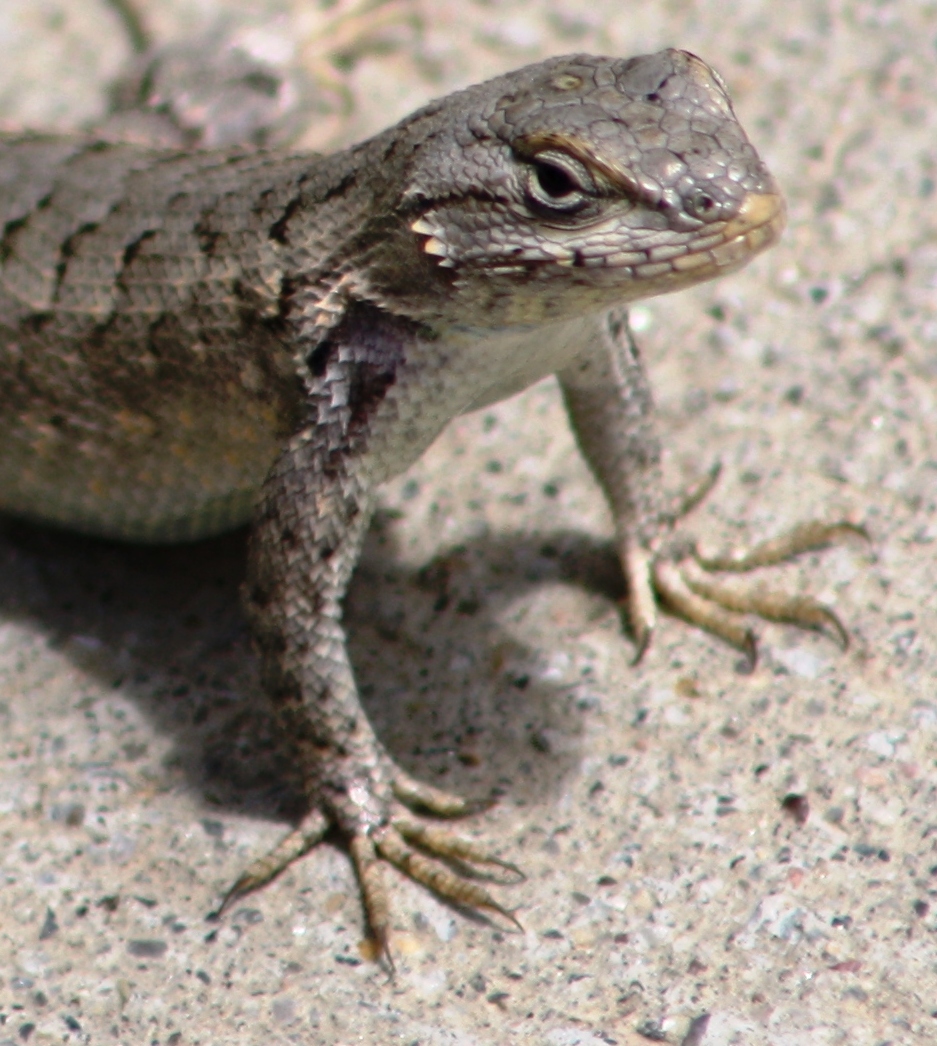 Blessed Little Creatures: Road Runner, Lizards, Coyote, Pronghorn ...