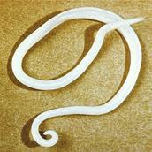 Parasitologi: Ascaris lumbricoides ( Cacing gelang )