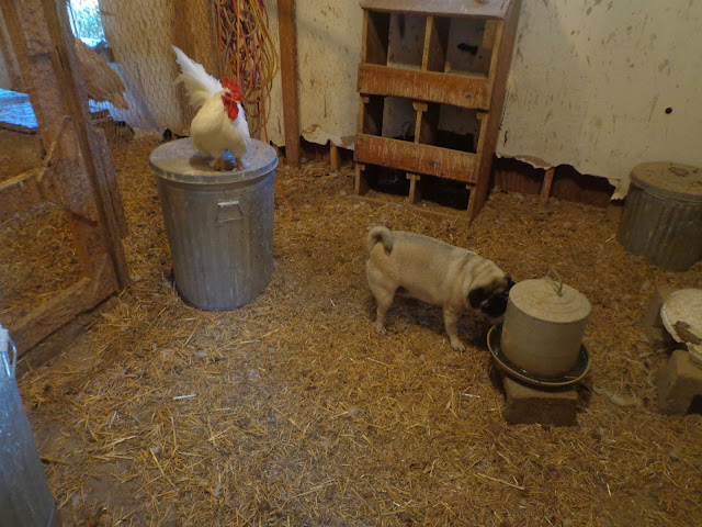 Abby the Farm Pug