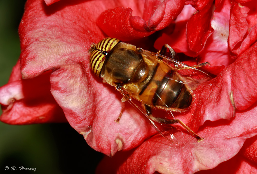 fotosricardo-h: MOSCAS (DÍPTERA : SIRFIDAE: ERISTALINUS) - Hoverflies