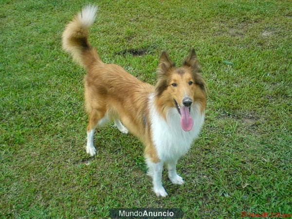 mis perros favoritos : Chandas