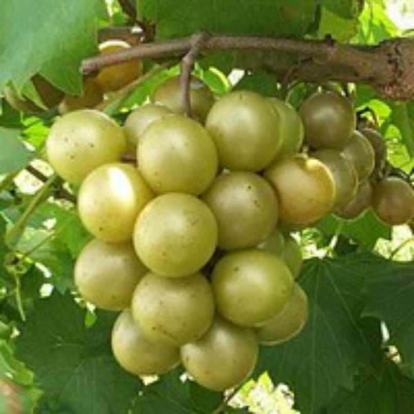 Deep South Dish: Muscadine and Scuppernong Jelly