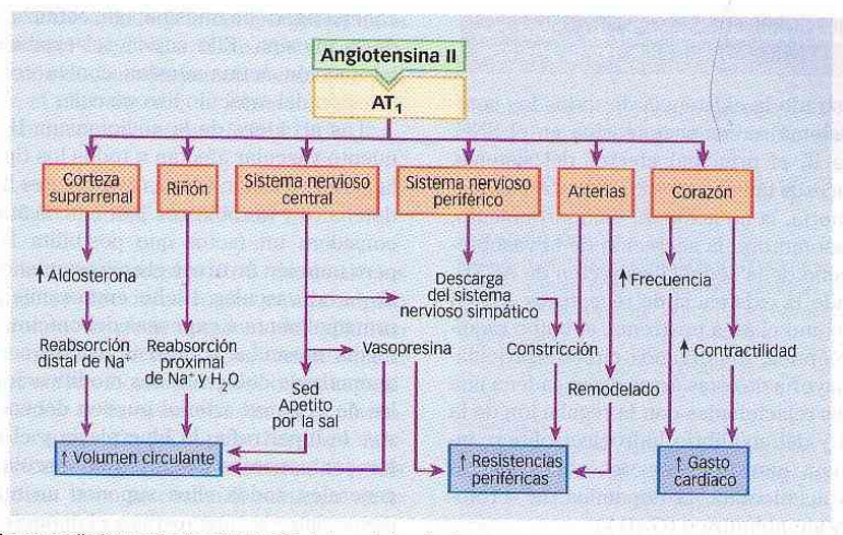 Aprende las acciones de la Angiotensina en los receptores AT1 y AT2 ...