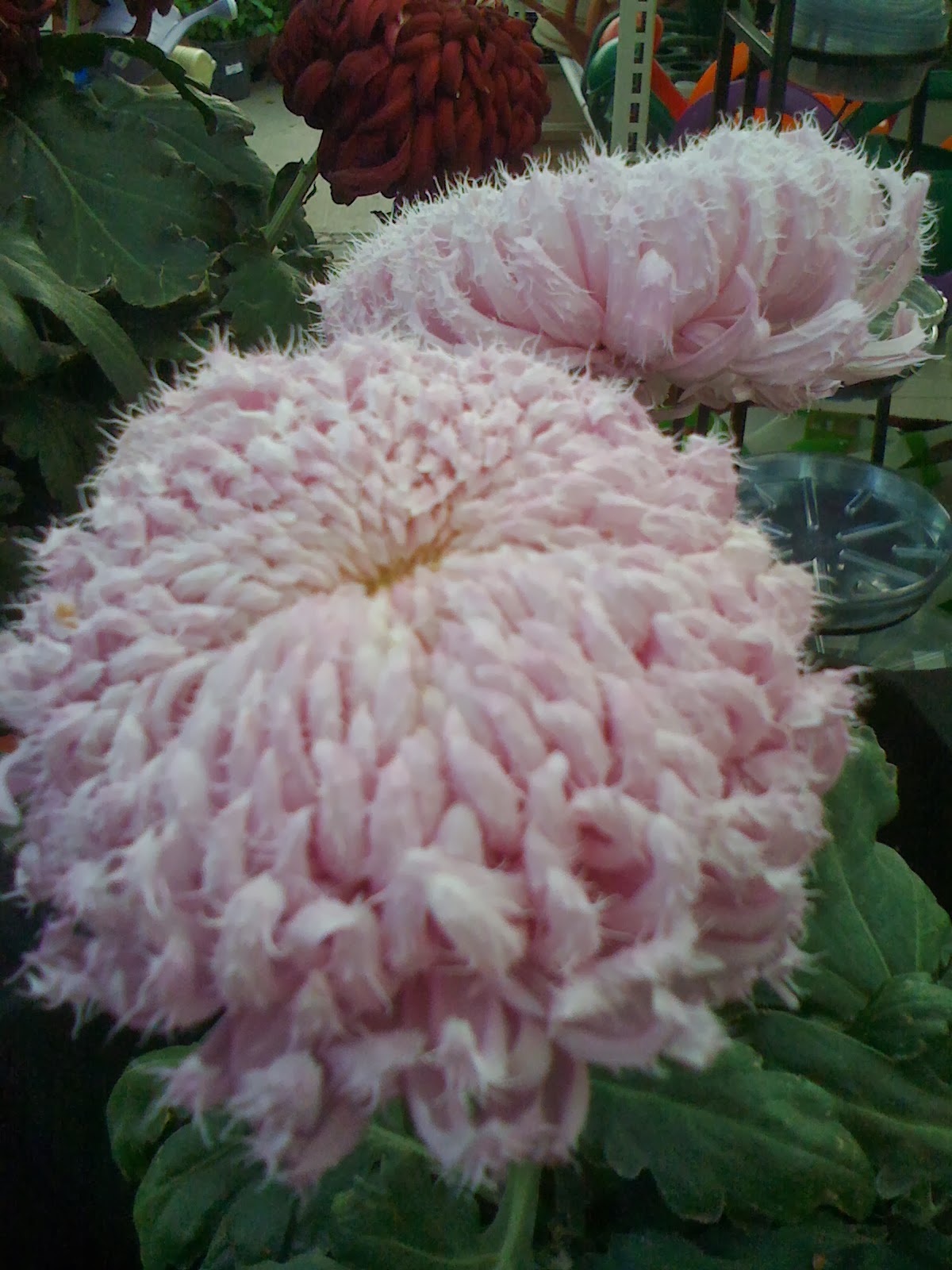 The Lents Farmer: Mums the Word!