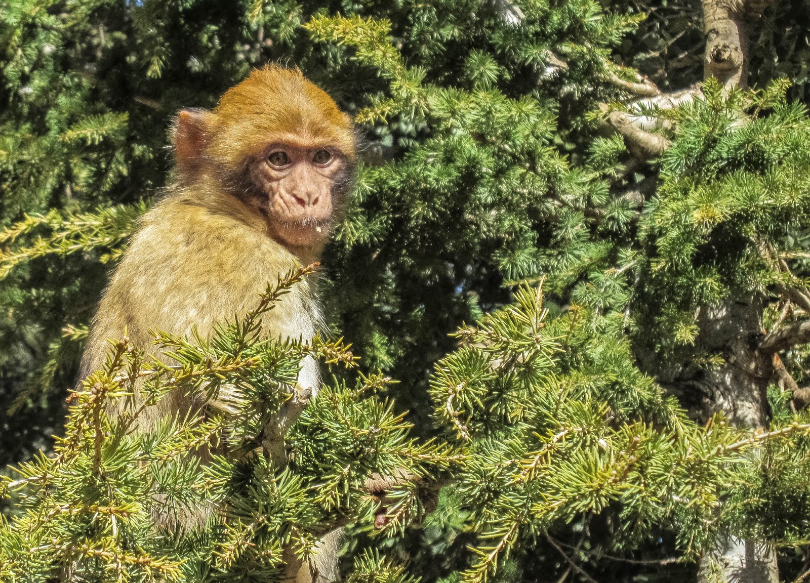 Cannundrums: Barbary Ape or Macaque - Morocco