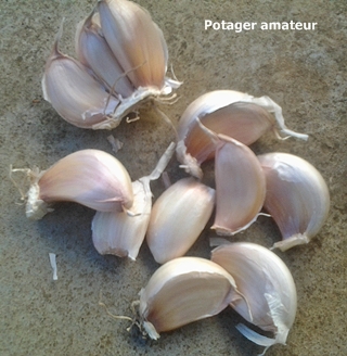 Potager amateur: Ail plantation.