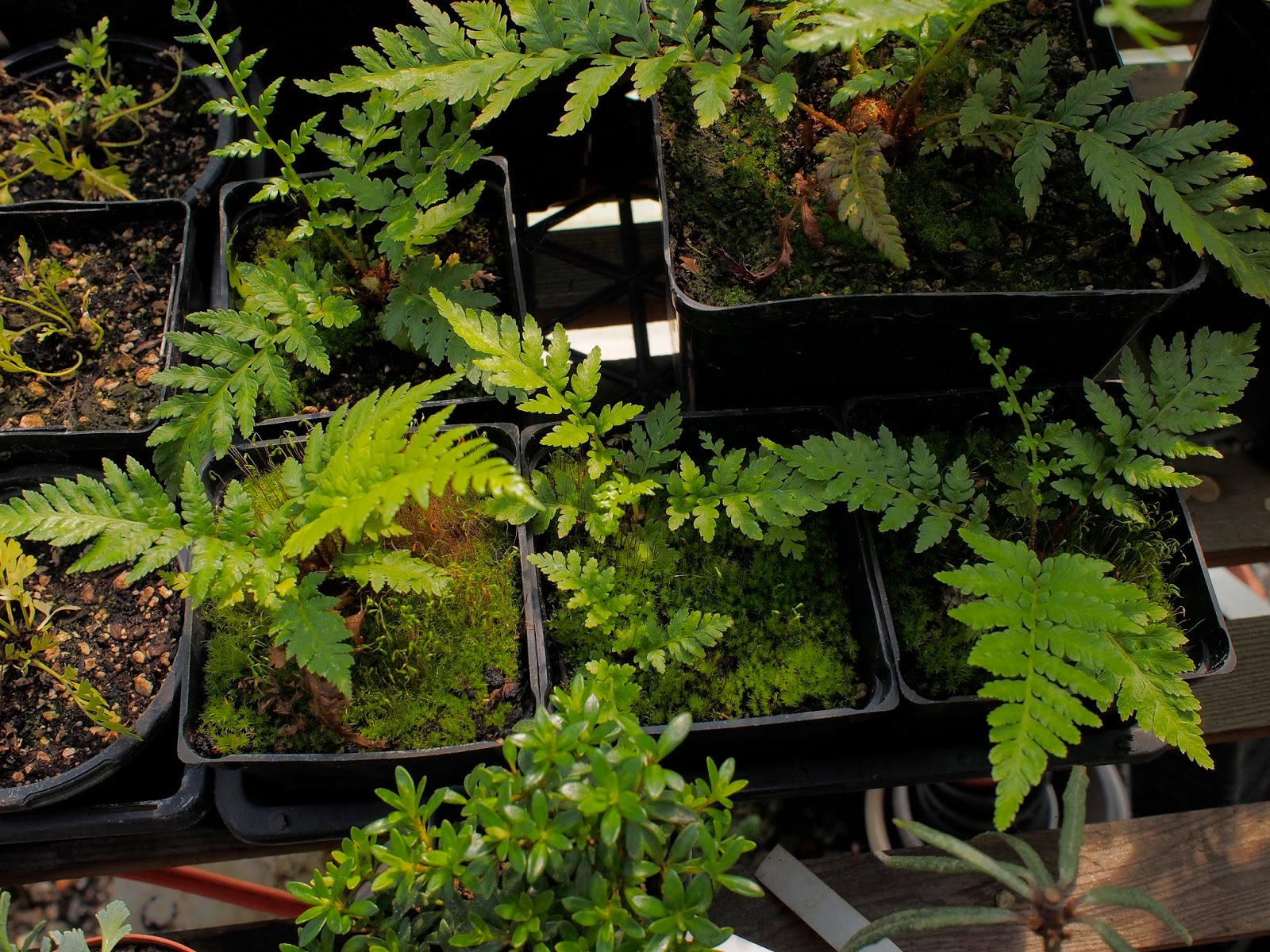 Propagating ferns