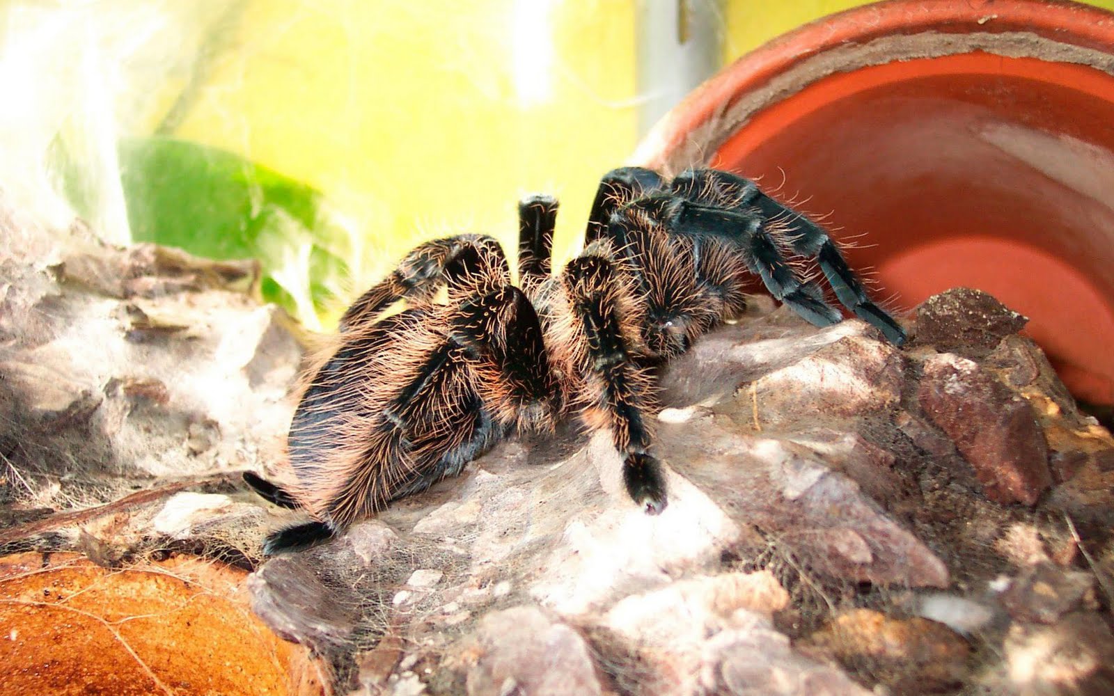 Spinnen Achtergronden