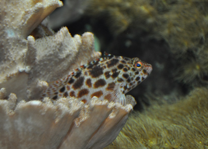 ZOOTOGRAFIANDO (6.100 ANIMALS): PEZ HALCÓN MOTEADO / SPOTTED HAWKFISH ...