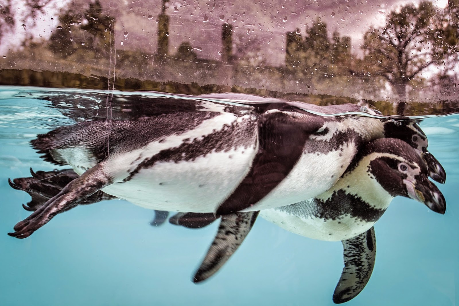 ZSL London Zoo: Penguins