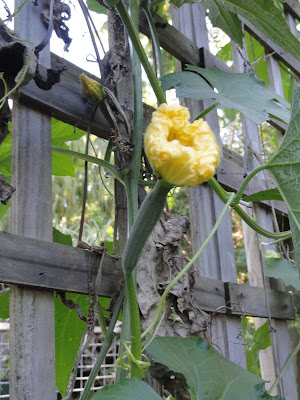 Growing and harvesting loofahs | down to earth