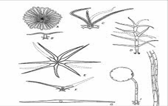 2017 | Jaringan Pada Tumbuhan