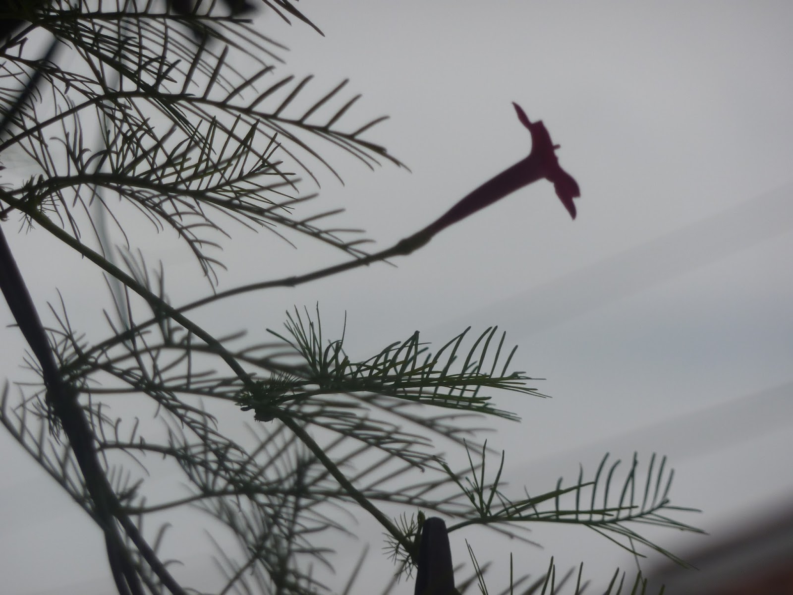 Our Edible Garden: Mayil Manikkam