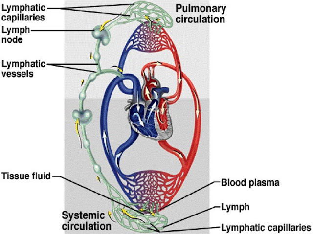 Mrs Rachel Lehming's Biology Classes: The link between the lymphatic ...