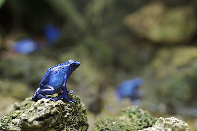 Smiling Sally: Blue Monday - Blue Animals