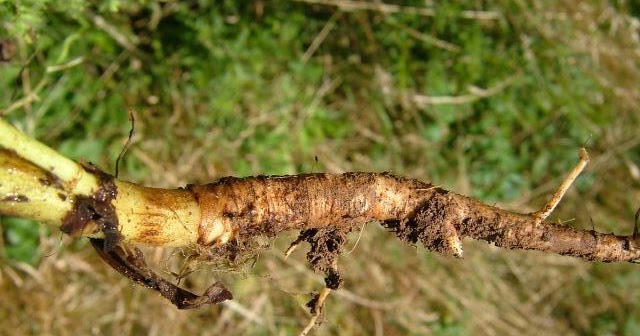 A Sense of Wander: Poison by degrees