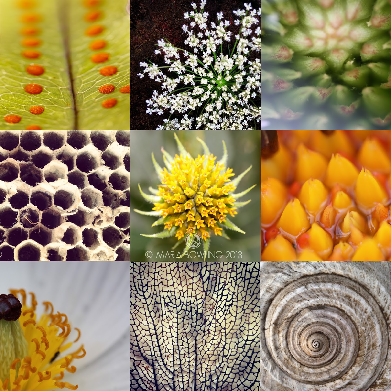 Pretty Medicine : Patterns in Nature