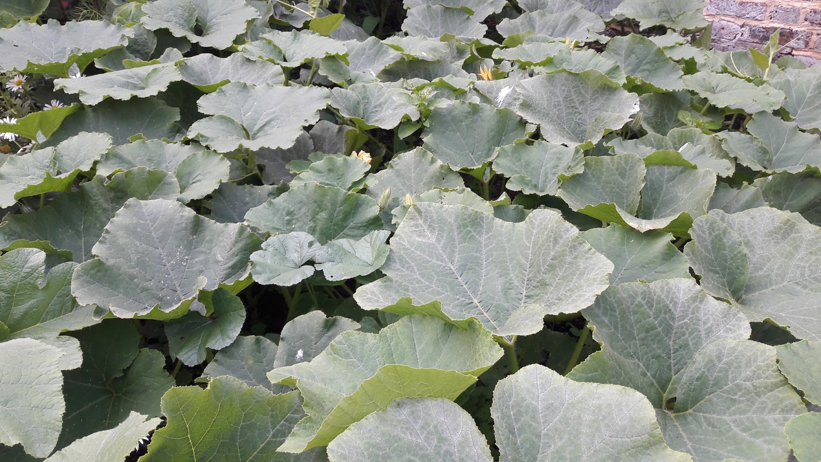 Room for a Radish: Cooking squash tendrils