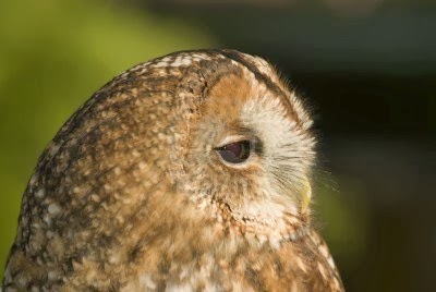 Pelėdiniai paukščiai: Didysis apuokas (Bubo bubo)