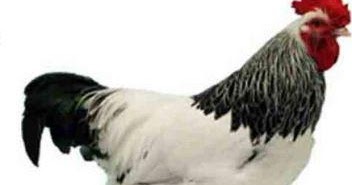 Tren 36+ Gambar Ayam Petelur Ras