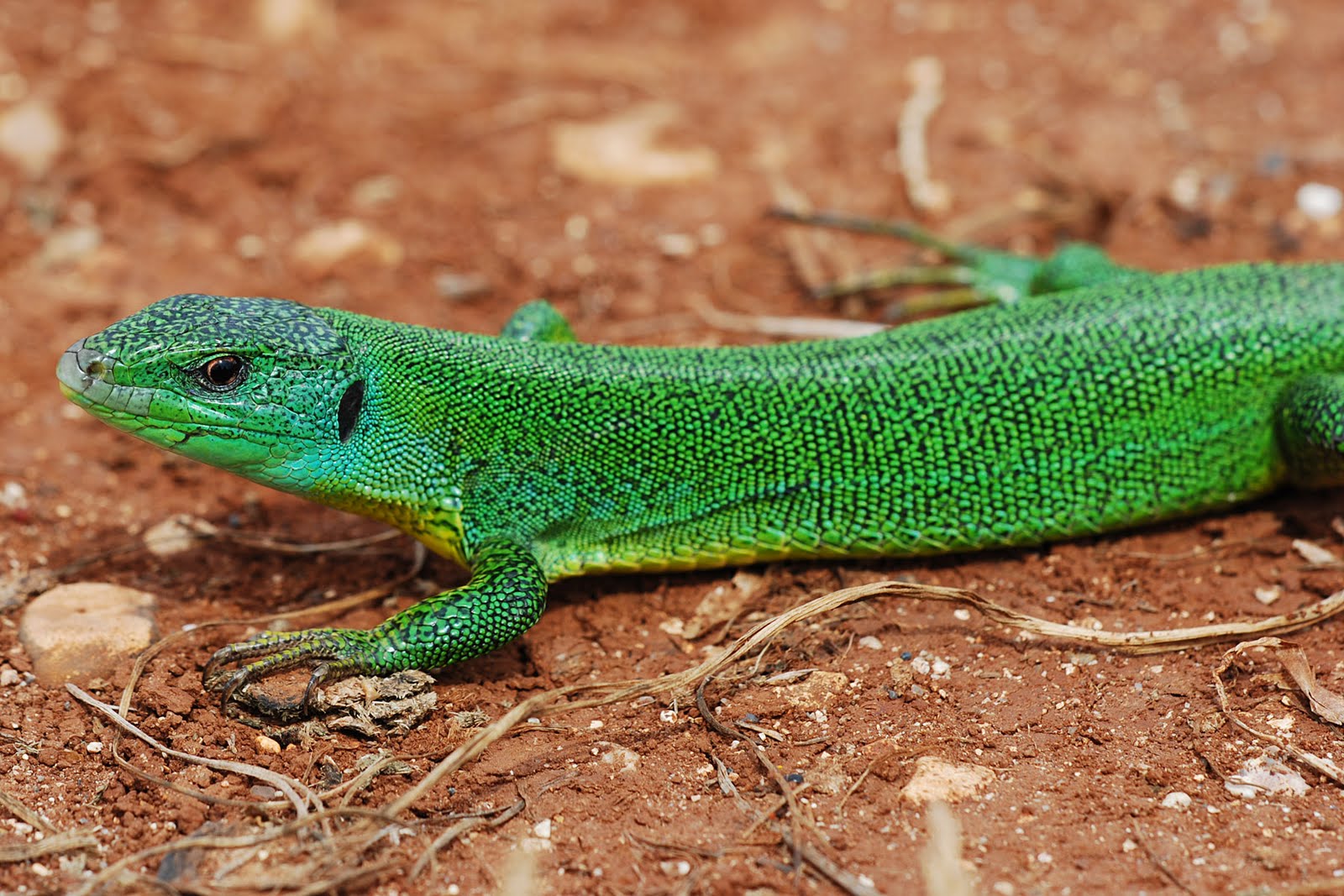 Yorkshire Field Herping and Wildlife Photography: Back To Snake Island ...
