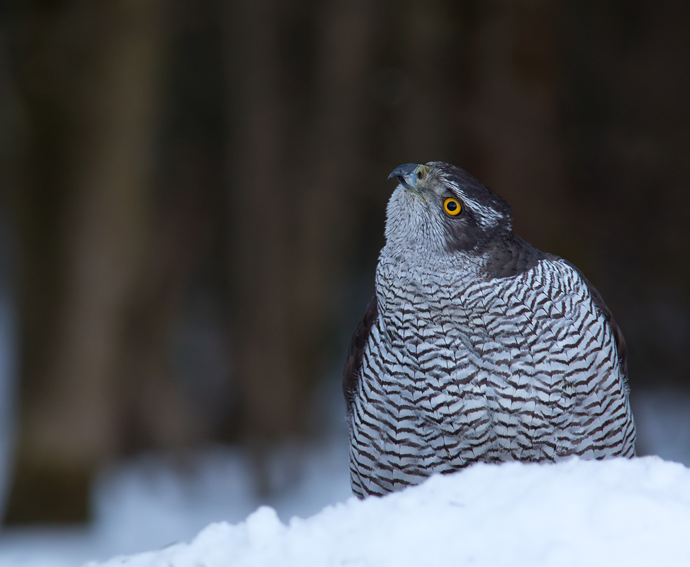 Jarl Kjetil`s blogg: Hauk over hauk.