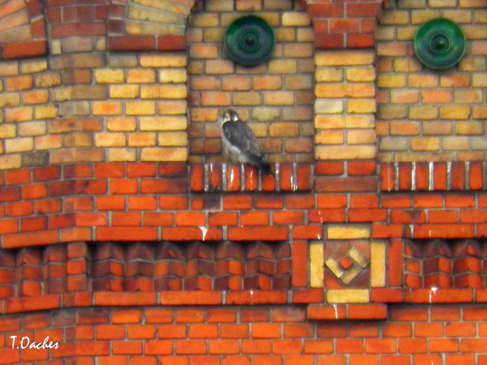 PASARI DIN ROMANIA: SOIM CALATOR, Falco peregrinus