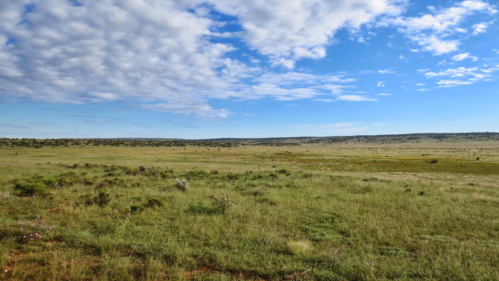 Jay Scott Outdoors: Bryan Otts Unit 9 Arizona Elk Hunt with Colburn and ...