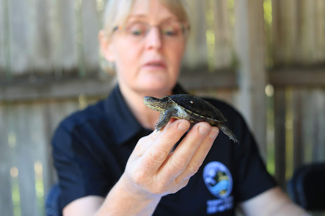 Zoo and biologists get turtles ready for release to the wild