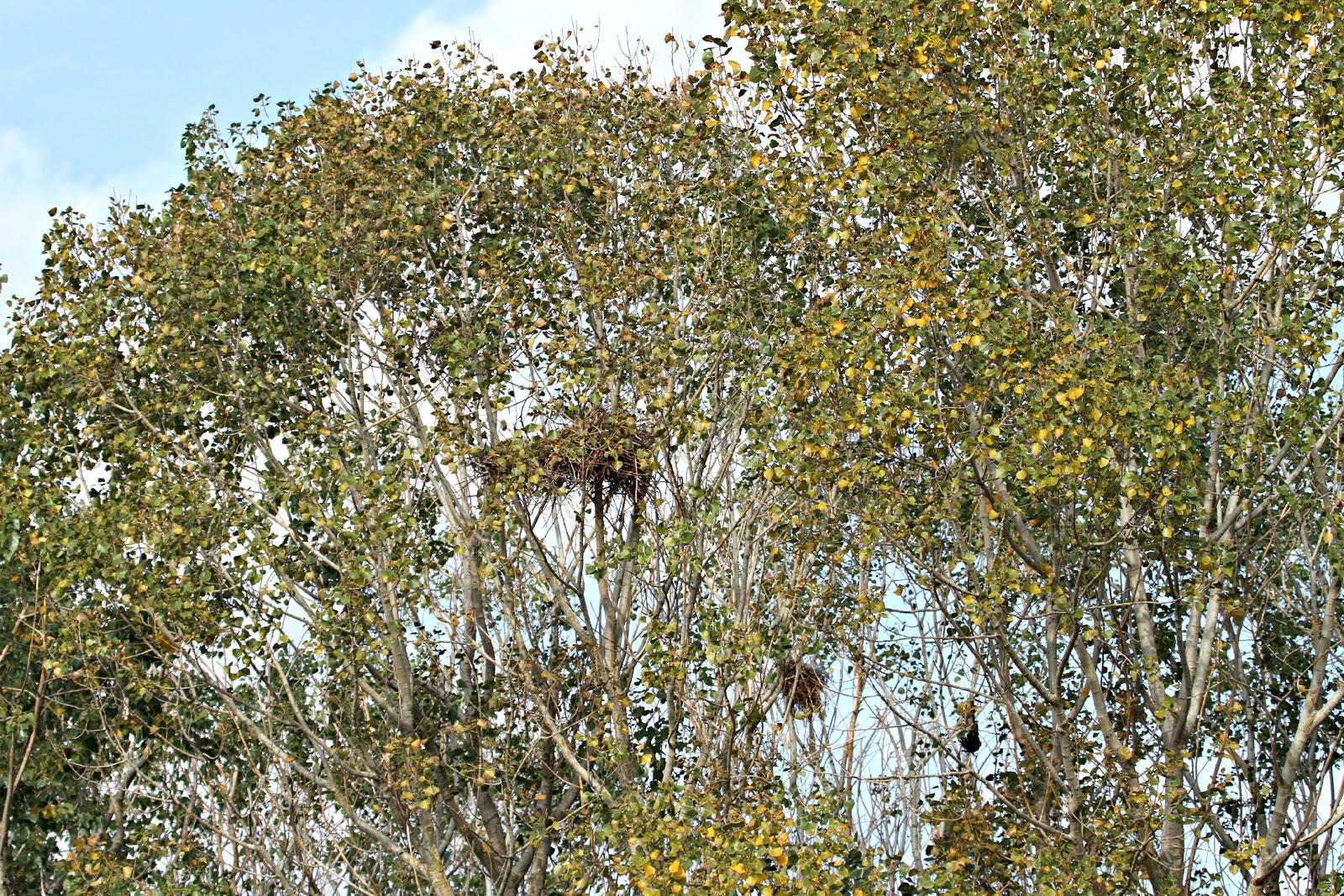 AVESANTURTZI: LAS GRAJAS LEONESAS Y EL CAMINO DE SANTIAGO