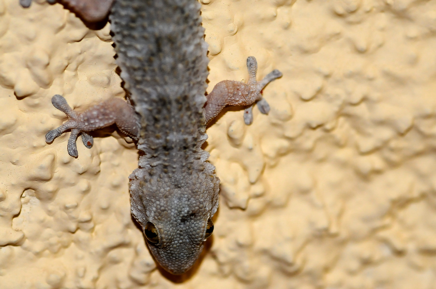 Øyvind Bjerkeseth Naturfoto: Gekko.