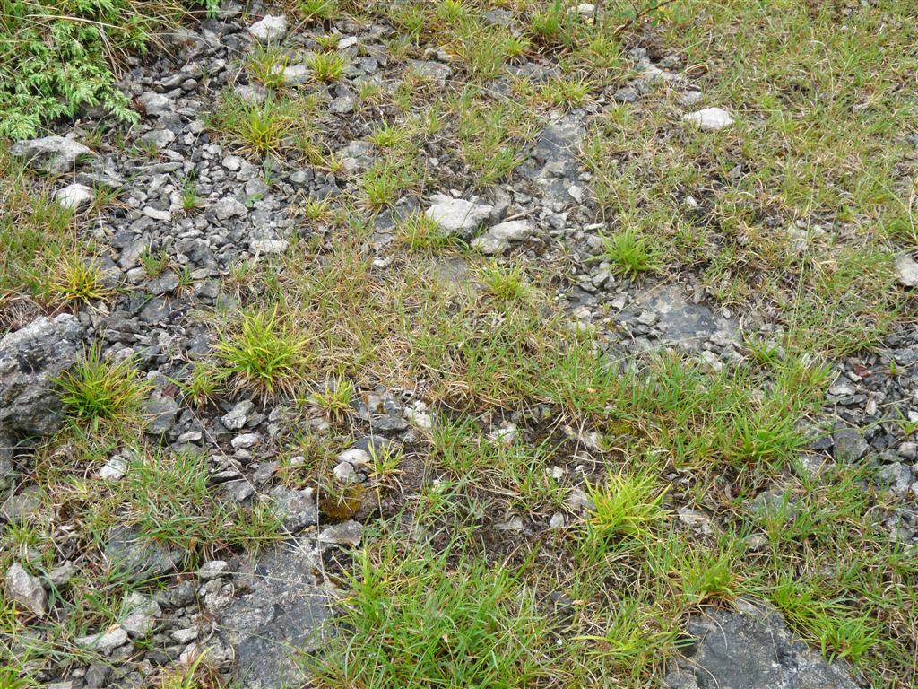 I Love Arnside and Silverdale: Angular Solomon's Seal & Birdfoot Sedge ...
