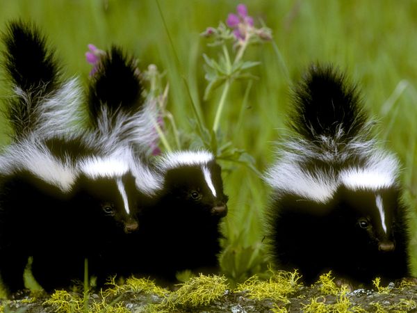 Skunks Cute Animal-Wildlife | The Wildlife
