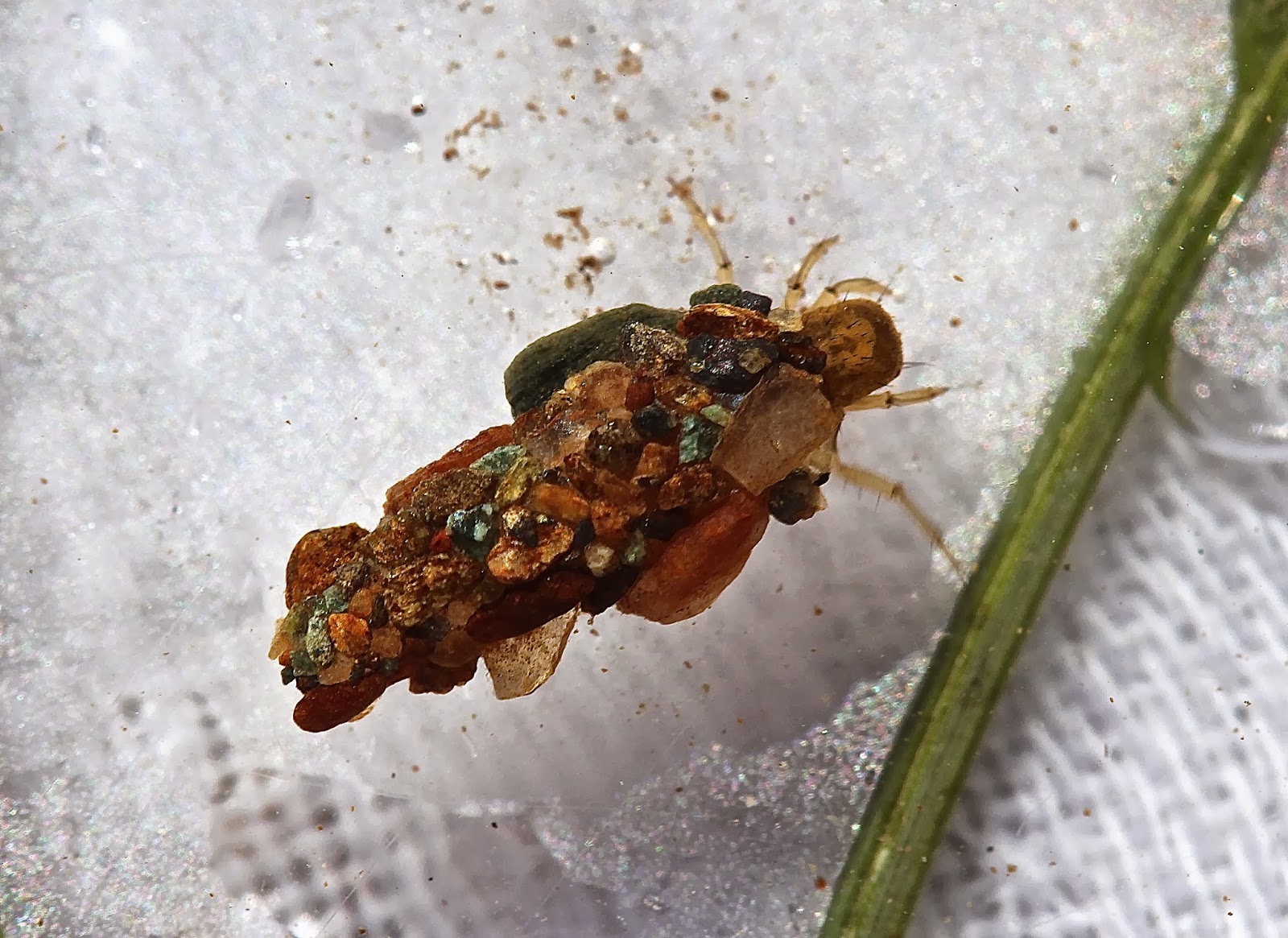Aquatic Insects of Central Virginia: Back to the streams! The northern ...