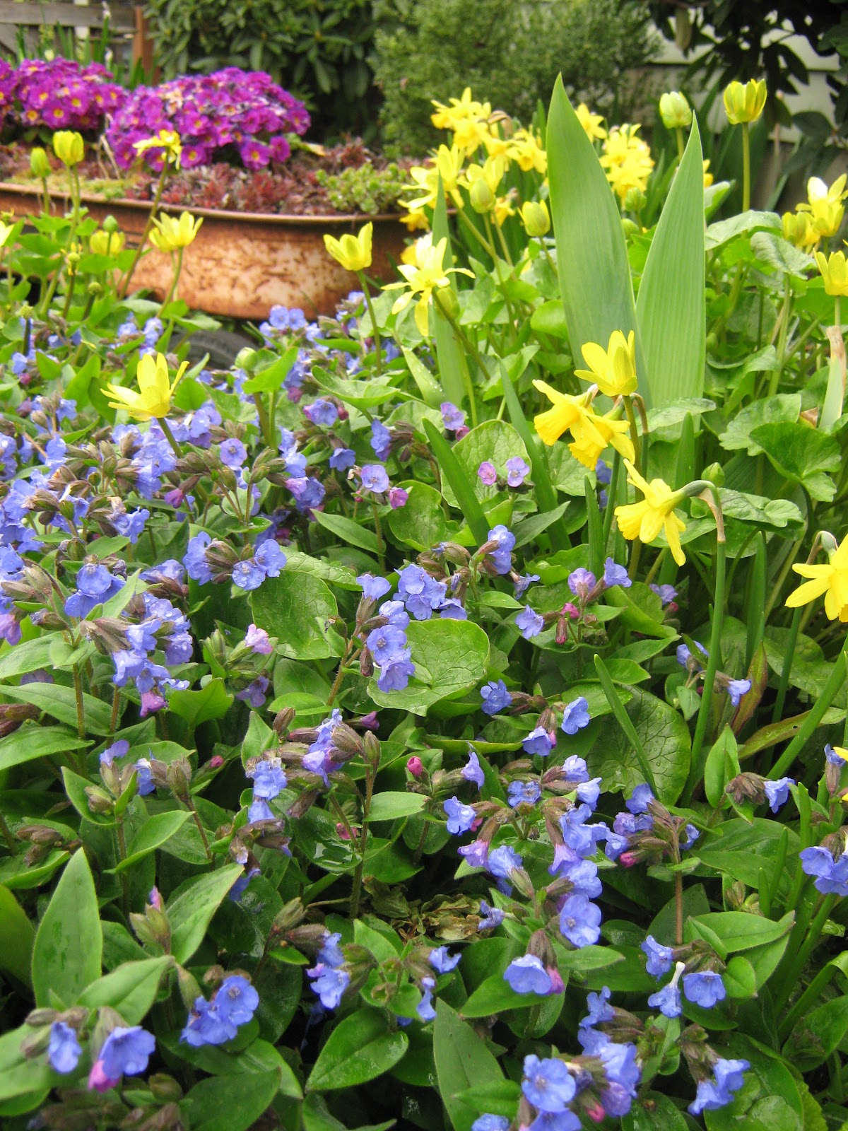 Rindy Mae: The Lungwort Is Blooming!