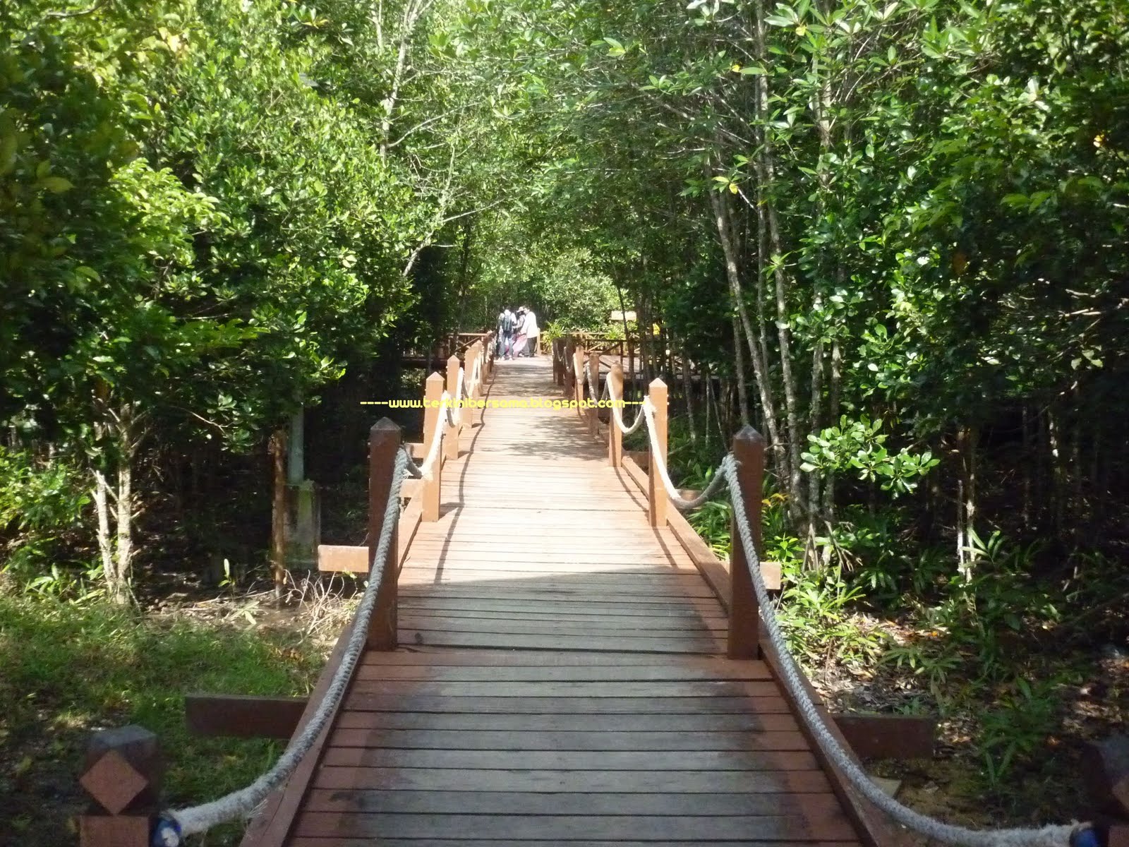 Terkini Bersama: Hutan paya bakau Kuala Sepetang