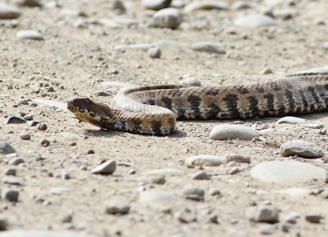 Biodiversity of Cyprus by NGO Protection of the Natural Heritage and ...