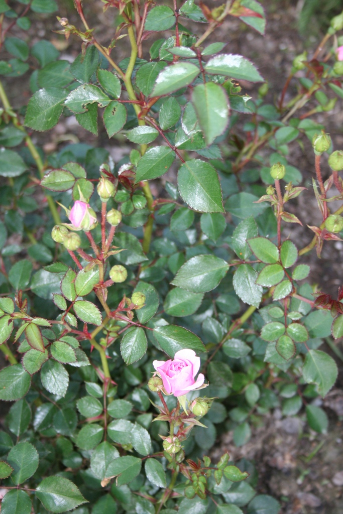 Our Garden Journal: Our First Spring Roses