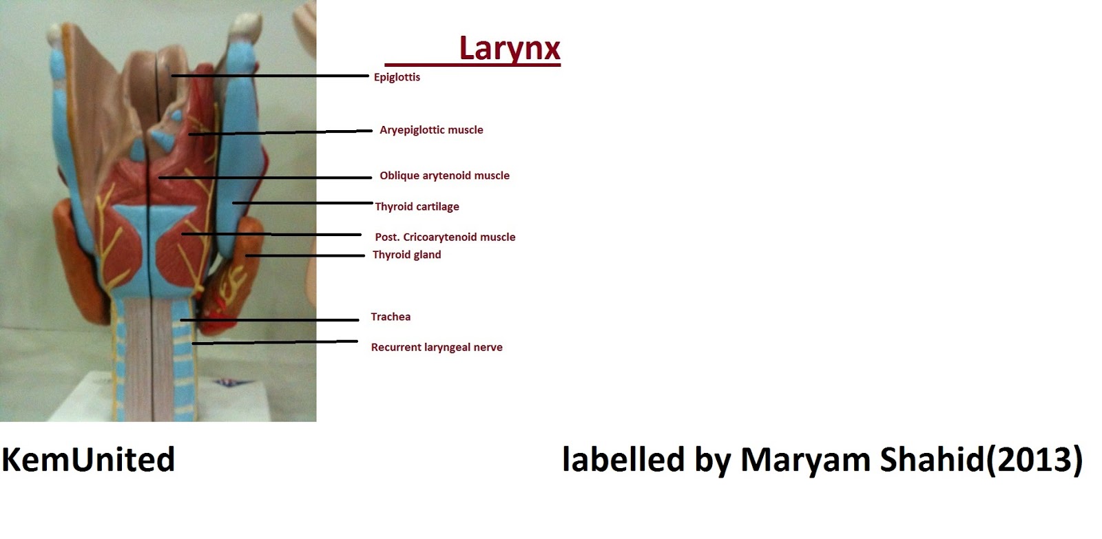 Anatomy Learning Center Models Labelled