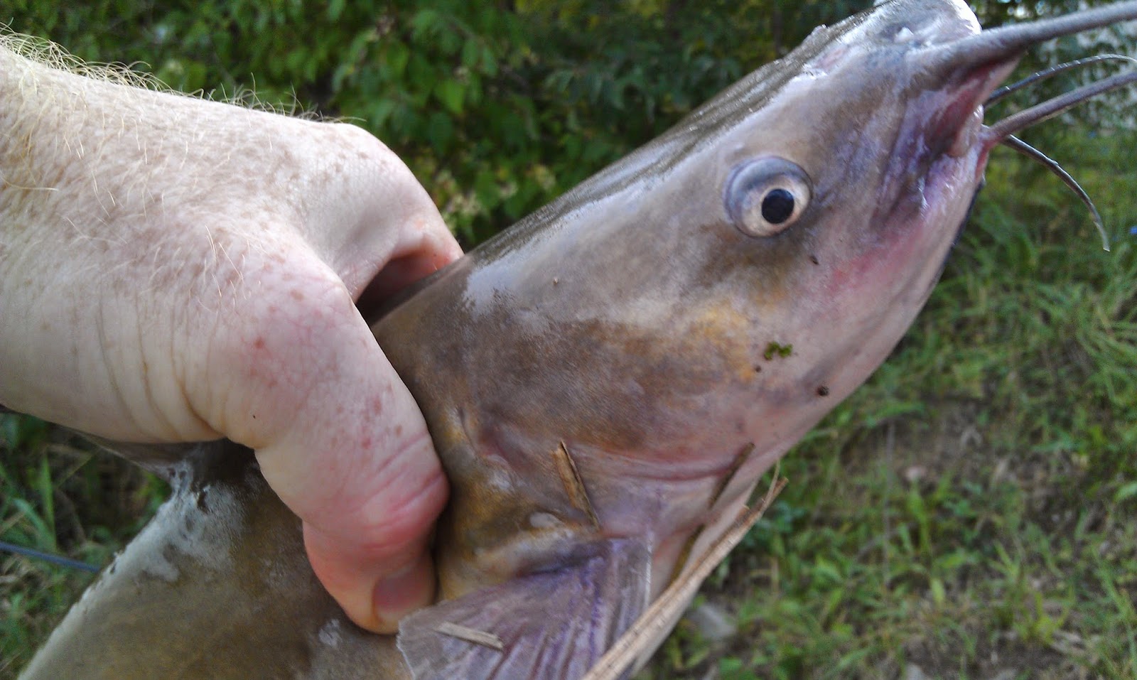 Michigan Carp Fishing Blog: Sterling State Park